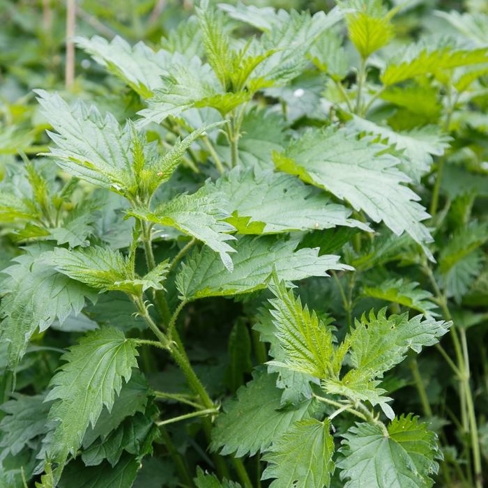 Brennesle ekstrakt, 60 ml | Telemark Urtebrænderi faghandel for Naturterapi